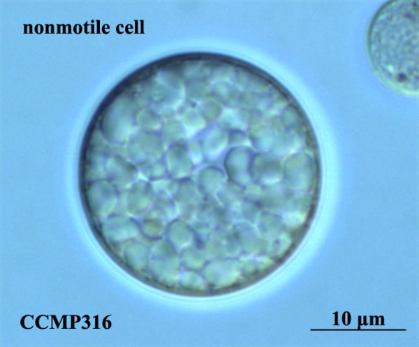CCMP316 | NCMA at Bigelow Laboratory