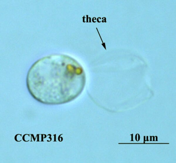 CCMP316 | NCMA at Bigelow Laboratory
