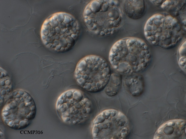 CCMP316 | NCMA at Bigelow Laboratory