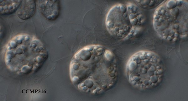 CCMP316 | NCMA at Bigelow Laboratory