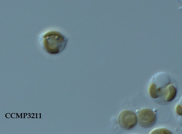 CCMP3211 | NCMA at Bigelow Laboratory