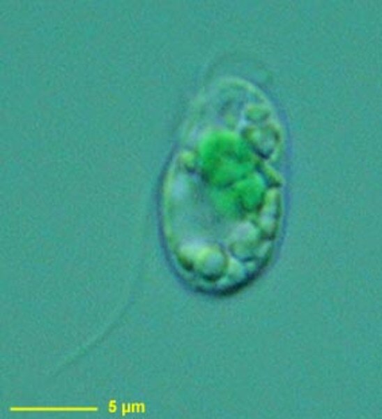 CCMP329 | NCMA at Bigelow Laboratory