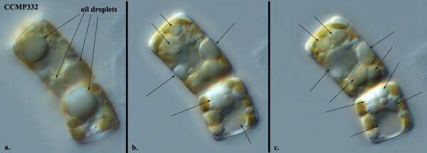 CCMP332 | NCMA at Bigelow Laboratory