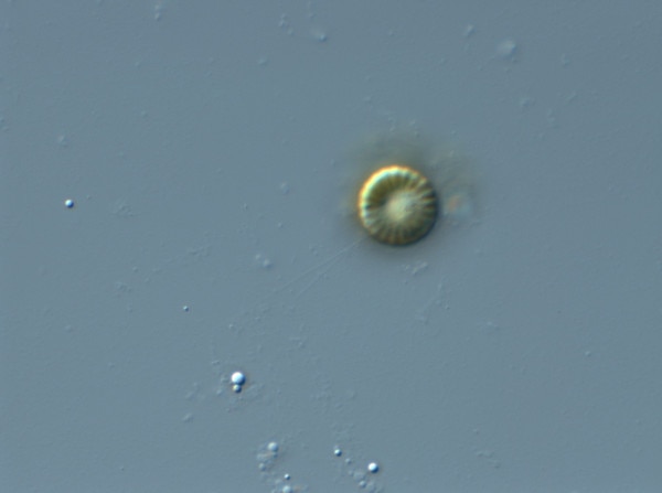 CCMP332 | NCMA at Bigelow Laboratory