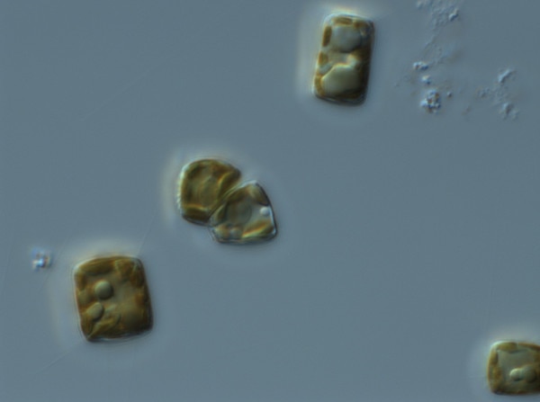 CCMP332 | NCMA at Bigelow Laboratory