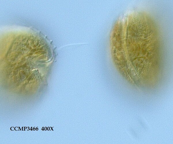 CCMP3466 | NCMA at Bigelow Laboratory