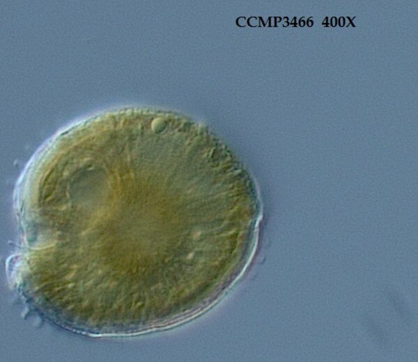 CCMP3466 | NCMA at Bigelow Laboratory