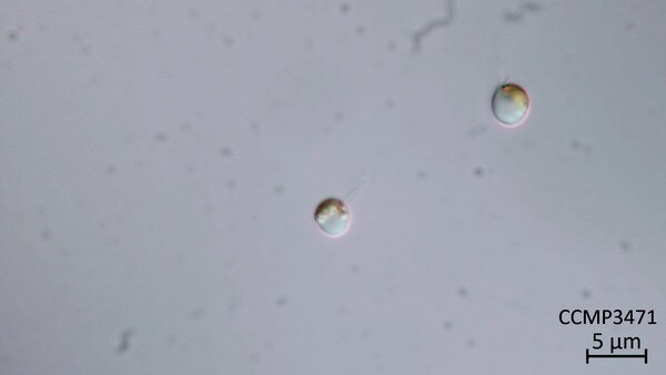 CCMP3471 | NCMA at Bigelow Laboratory