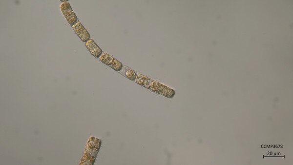 Bellerochea horologicalis