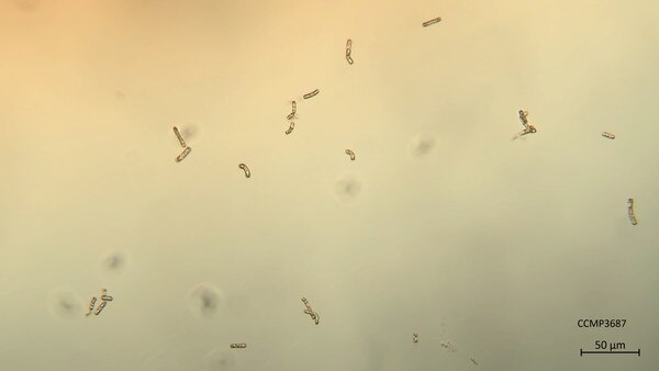 Thalassiosira delicatula