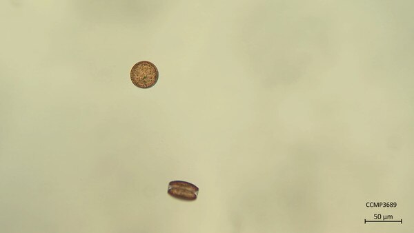 Thalassiosira punctigera