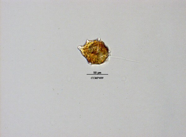 CCMP409 | NCMA at Bigelow Laboratory