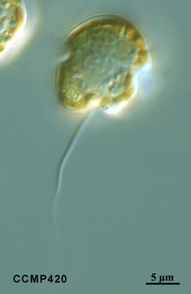 CCMP2393 | NCMA at Bigelow Laboratory
