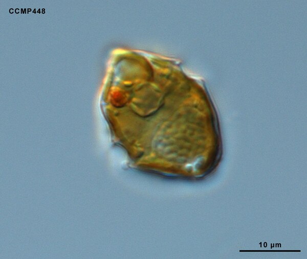 CCMP459 | NCMA at Bigelow Laboratory