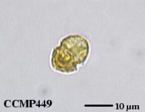 CCMP449 | NCMA at Bigelow Laboratory
