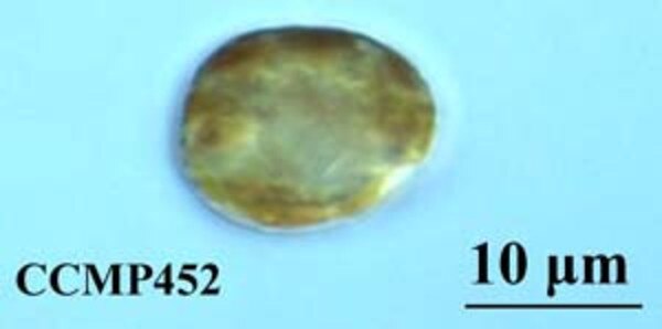 CCMP452 | NCMA at Bigelow Laboratory