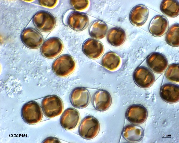 CCMP454 | NCMA at Bigelow Laboratory