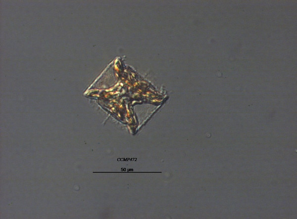 CCMP472 | NCMA at Bigelow Laboratory