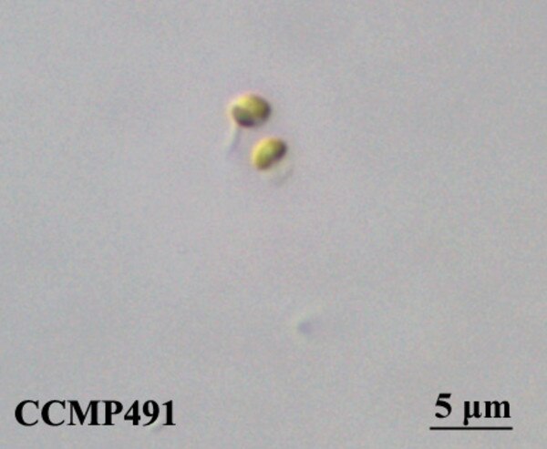 CCMP491 | NCMA at Bigelow Laboratory