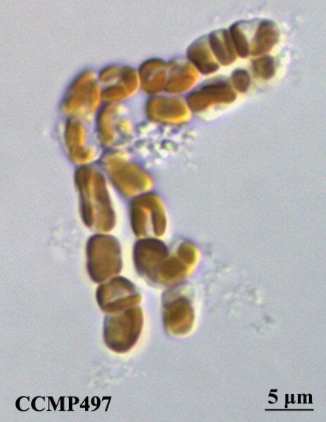 CCMP497 | NCMA at Bigelow Laboratory