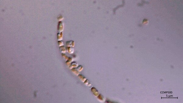 CCMP2709 | NCMA at Bigelow Laboratory
