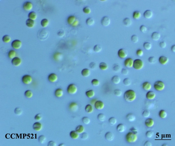 CCMP521 | NCMA at Bigelow Laboratory