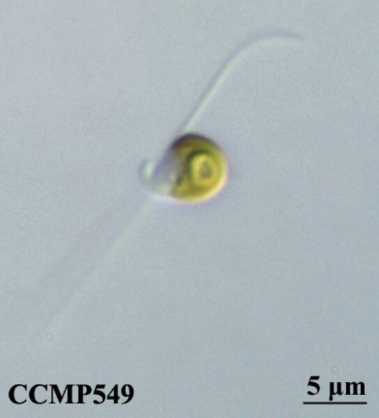 CCMP549 | NCMA at Bigelow Laboratory