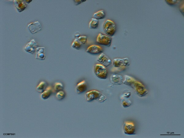 CCMP561 | NCMA at Bigelow Laboratory