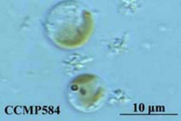 CCMP1203 | NCMA at Bigelow Laboratory