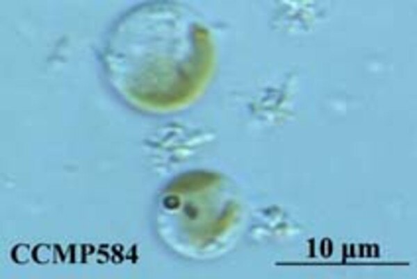 CCMP584 | NCMA at Bigelow Laboratory