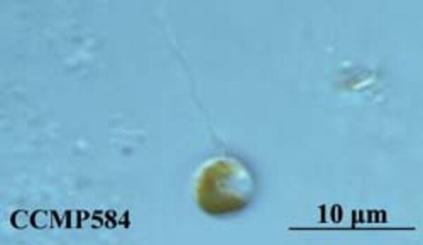 CCMP584 | NCMA at Bigelow Laboratory