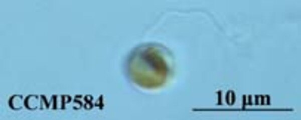 CCMP584 | NCMA at Bigelow Laboratory