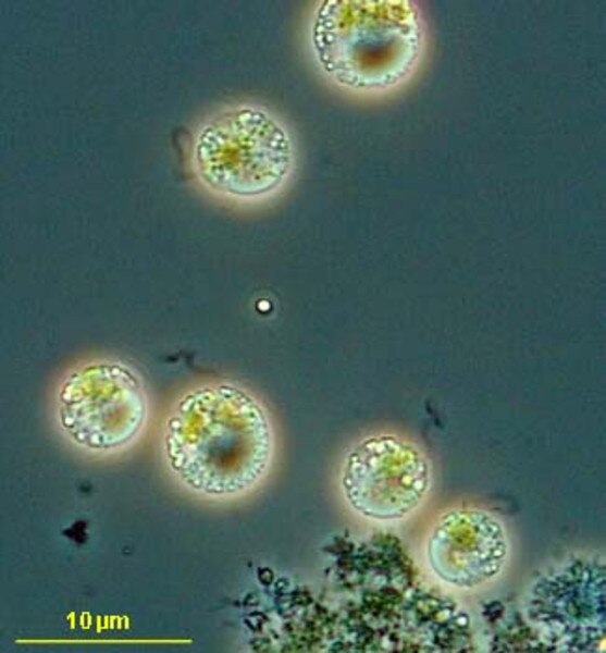CCMP586 | NCMA at Bigelow Laboratory