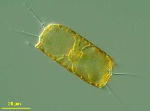 CCMP597 | NCMA at Bigelow Laboratory