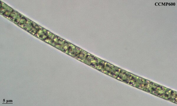 CCMP600 | NCMA at Bigelow Laboratory