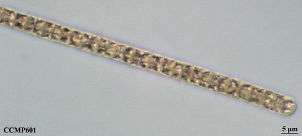 CCMP601 | NCMA at Bigelow Laboratory