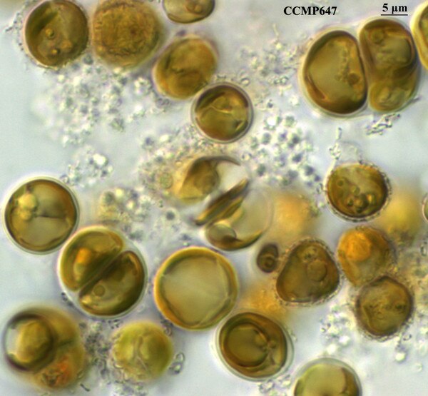 CCMP2709 | NCMA at Bigelow Laboratory