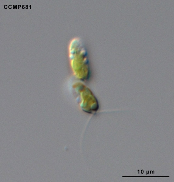 CCMP288 | NCMA at Bigelow Laboratory