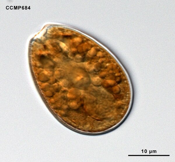 CCMP2709 | NCMA at Bigelow Laboratory
