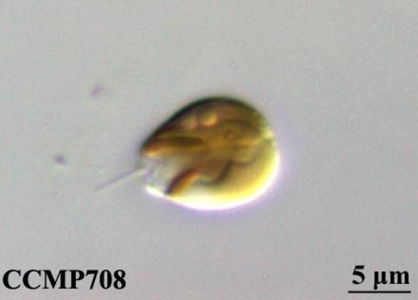 CCMP708 | NCMA at Bigelow Laboratory
