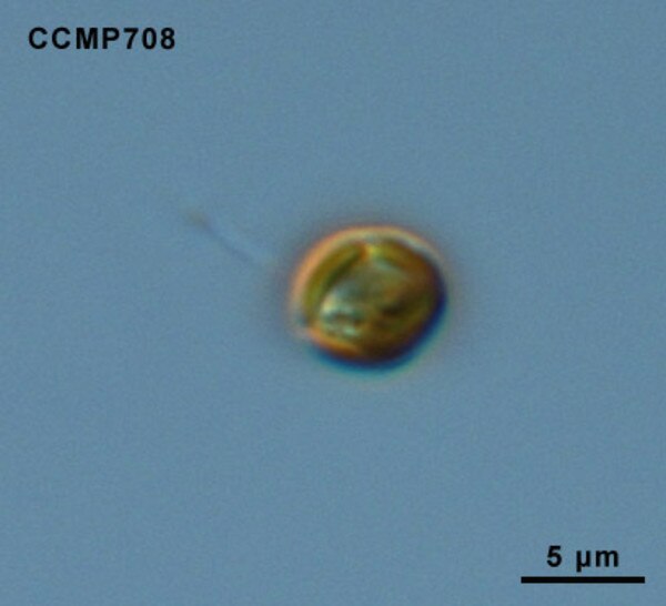 CCMP708 | NCMA at Bigelow Laboratory