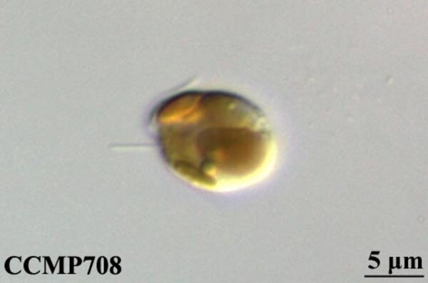 CCMP708 | NCMA at Bigelow Laboratory