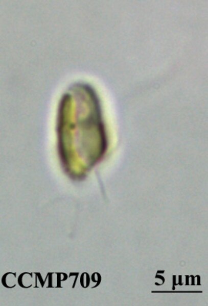 CCMP1049 | NCMA at Bigelow Laboratory