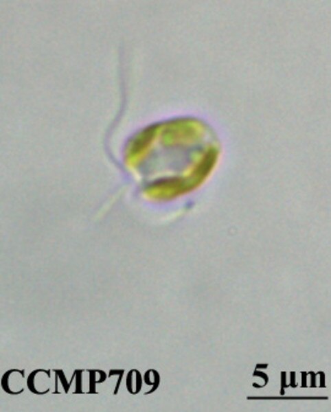 CCMP709 | NCMA at Bigelow Laboratory