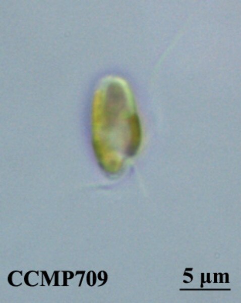 CCMP709 | NCMA at Bigelow Laboratory