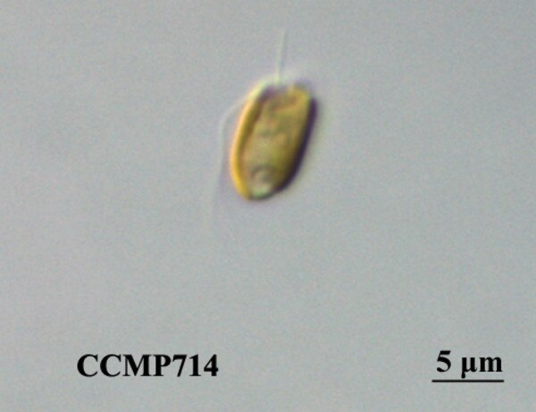 CCMP714 | NCMA at Bigelow Laboratory