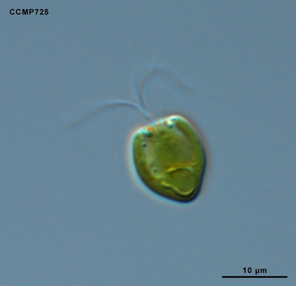 Sargasso Seawater, 1L