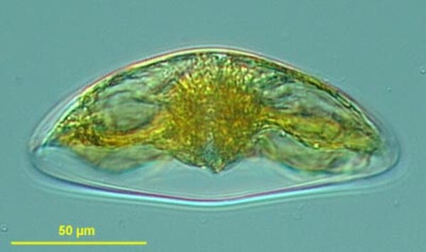 f/2-Si Prepared Media, 1L