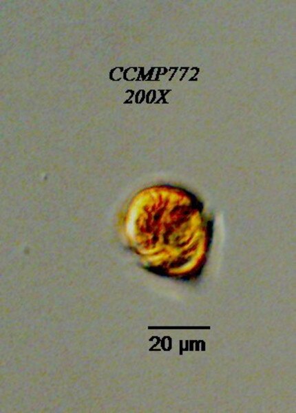 CCMP772 | NCMA at Bigelow Laboratory
