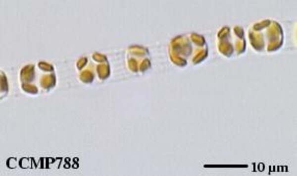 CCMP788 | NCMA at Bigelow Laboratory